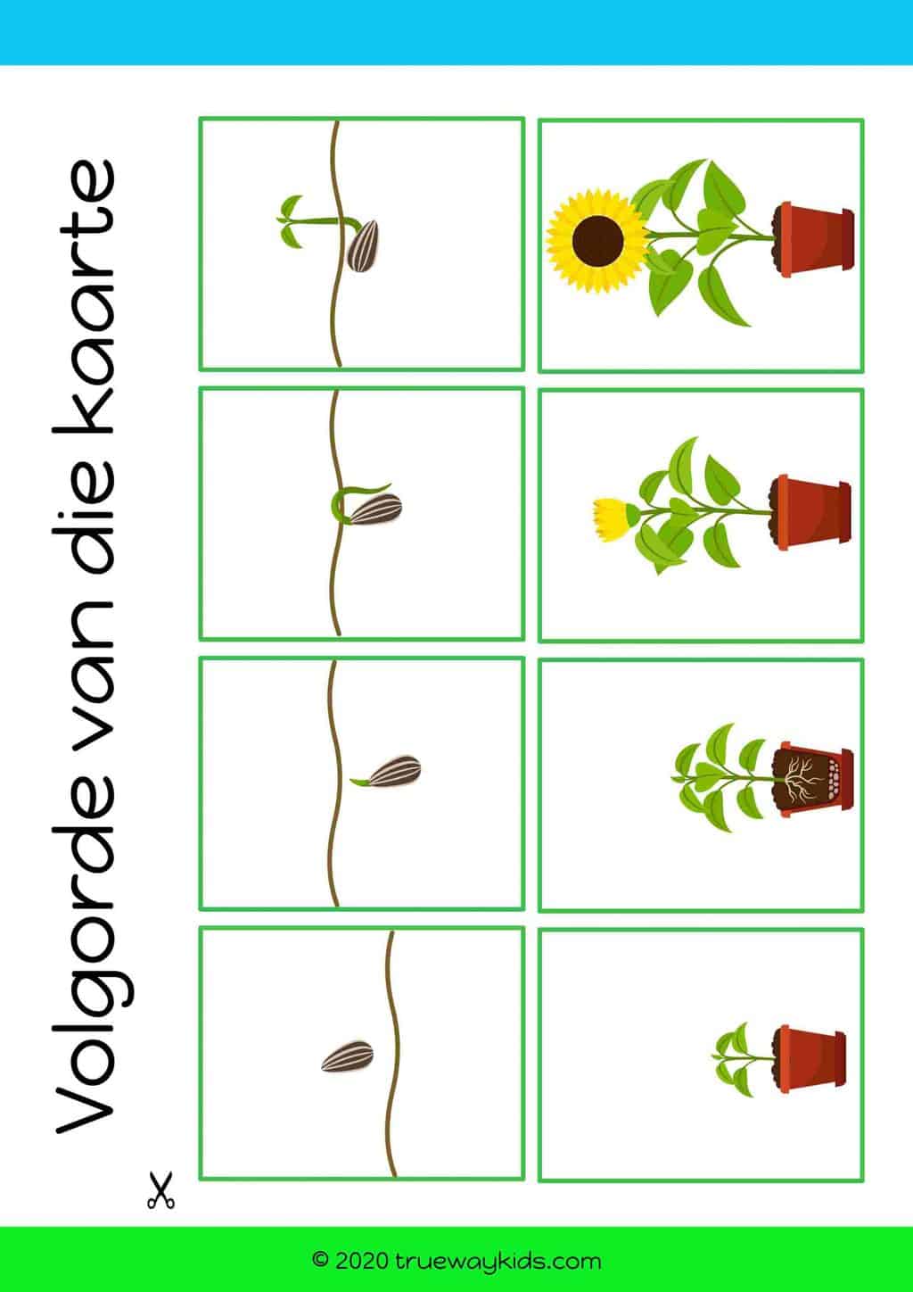 Die Gelykenis van die Mosterdsaad - Trueway Kids