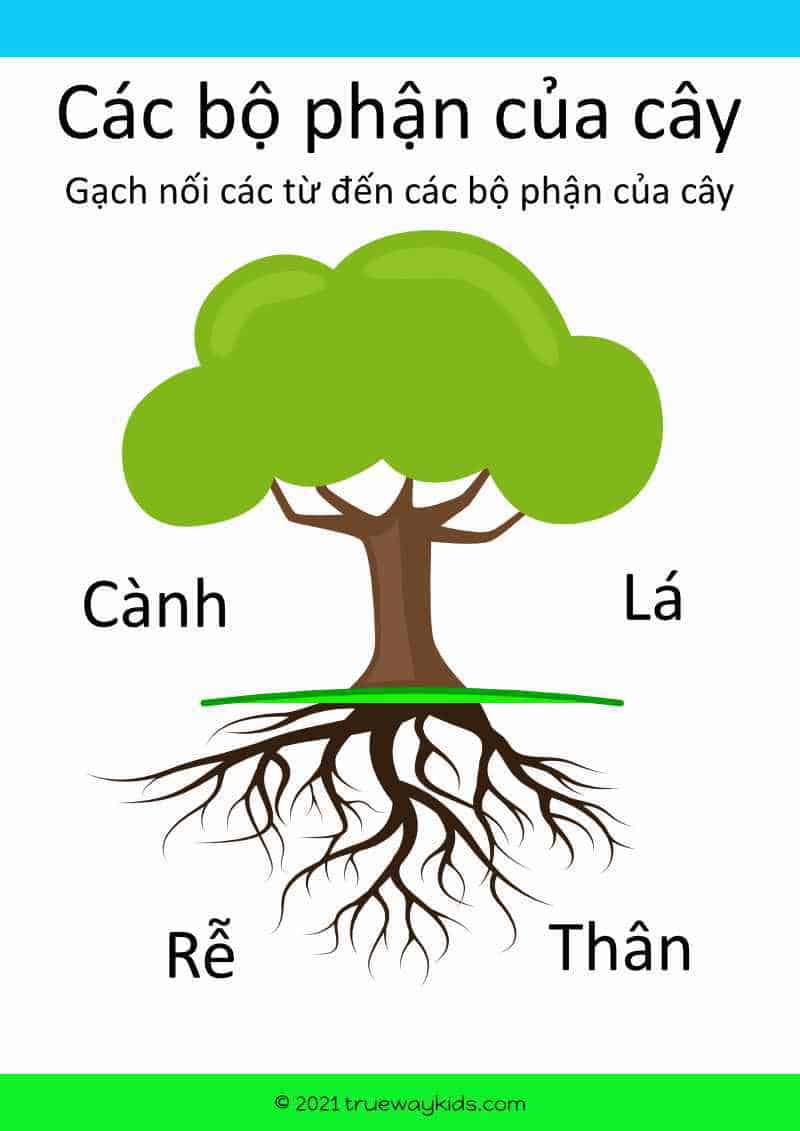 Đê-bô-ra - Trueway Kids